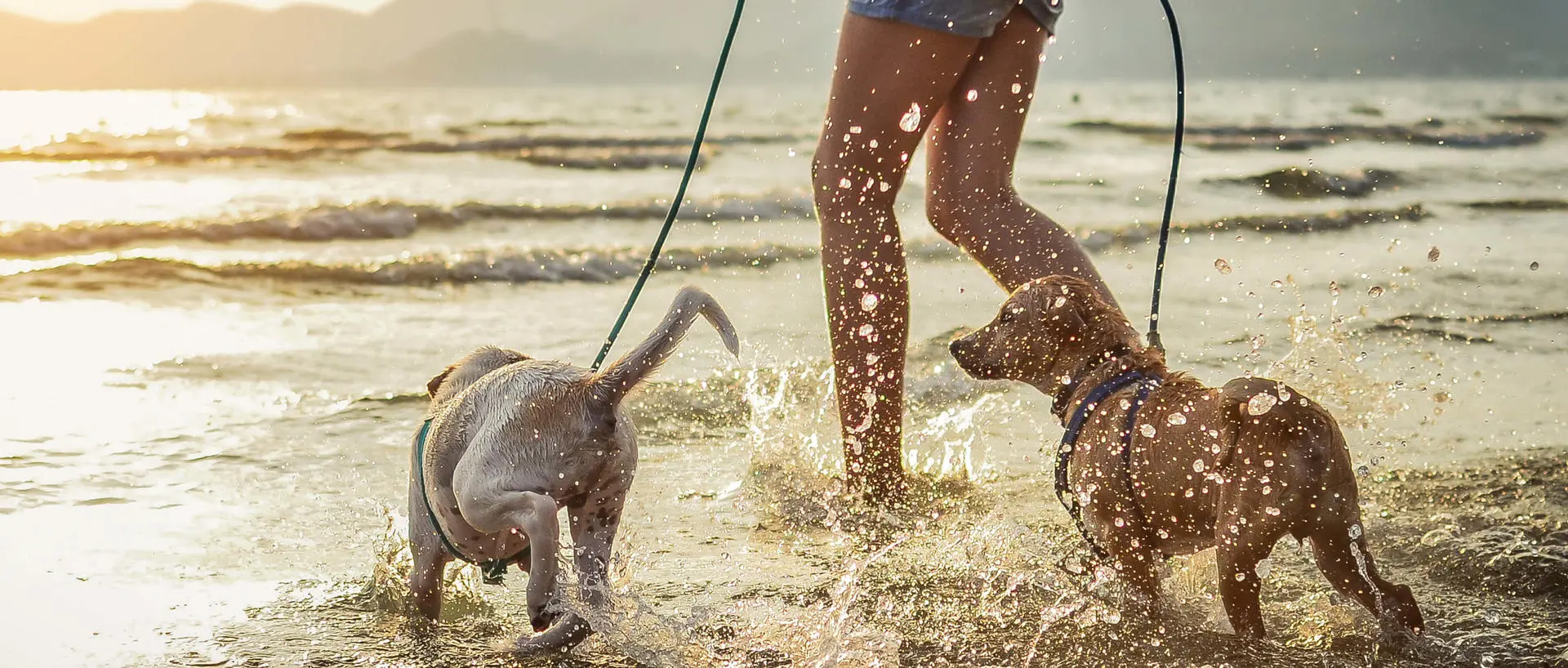 9 Dog-Friendly Summer Activities | Nutrish