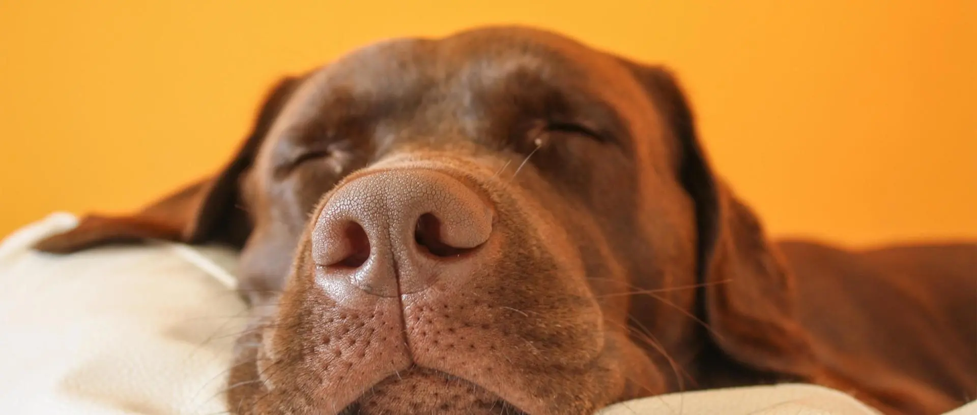 Why Do Dogs Snore? | Nutrish