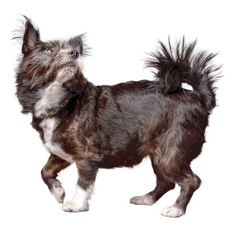 Where to Buy Nutrish Dog & Cat Food | Nutrish